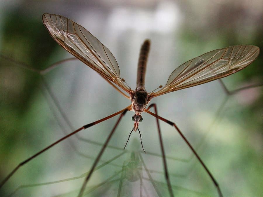 WOUNDED BIRD: CRANE FLIES